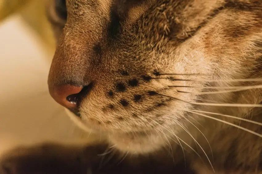 Acne felina: Veterinária explica o que é e como evitar inflamações ...
