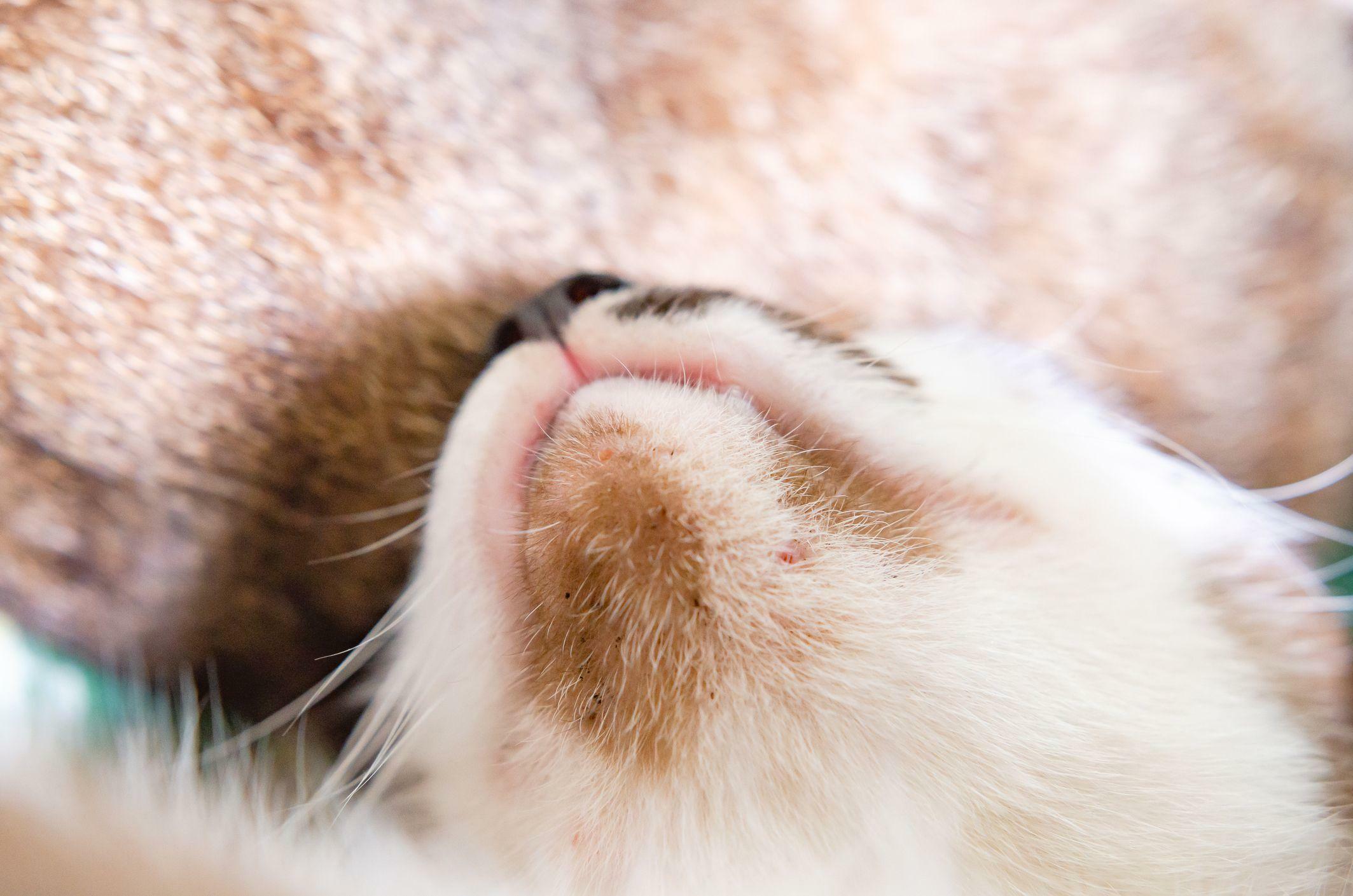 Acne felina: Veterinária explica o que é e como evitar inflamações ...