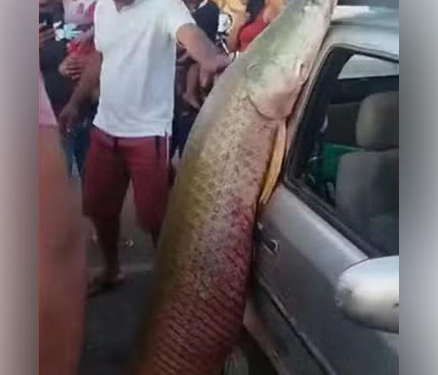 Peixe gigante da Amazônia de mais de 2 metros é pescado na Bahia ...