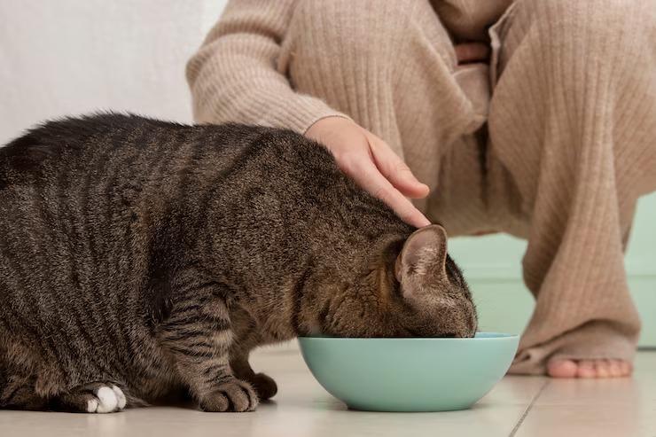 Sinais de que seu gato está doente: como perceber e quando procurar ...