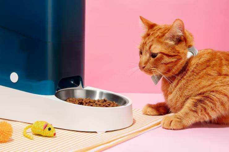 Sinais de que seu gato está doente: como perceber e quando procurar ...